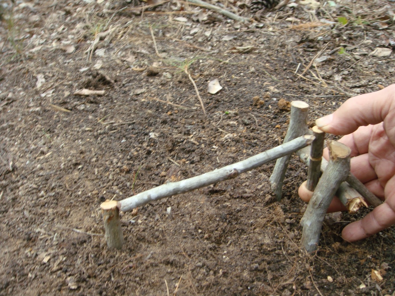 Sensible Survival: How to build a Toggle-Trigger Scissor Trap