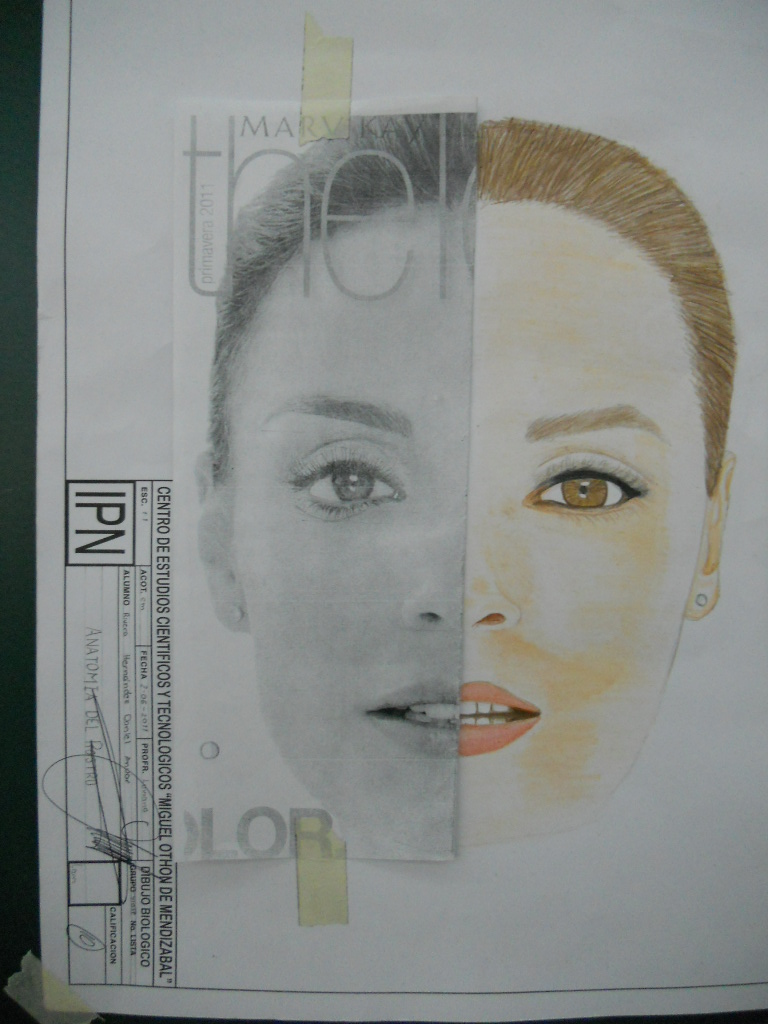 Dibujo Biológico: ANATOMÍA DEL ROSTRO