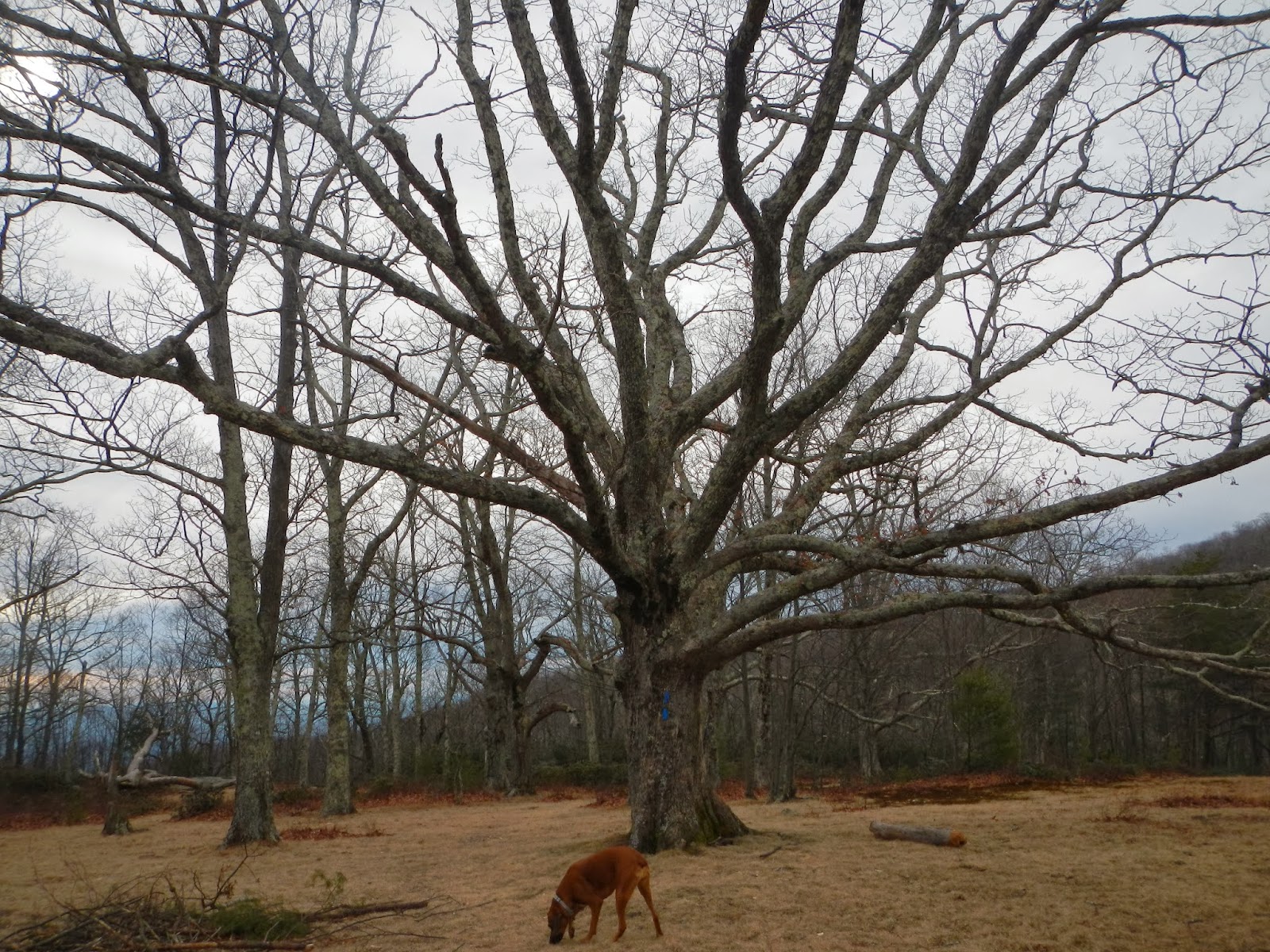 Wandering Virginia: Cole/Cold Mountain Appalachian Trail Hike