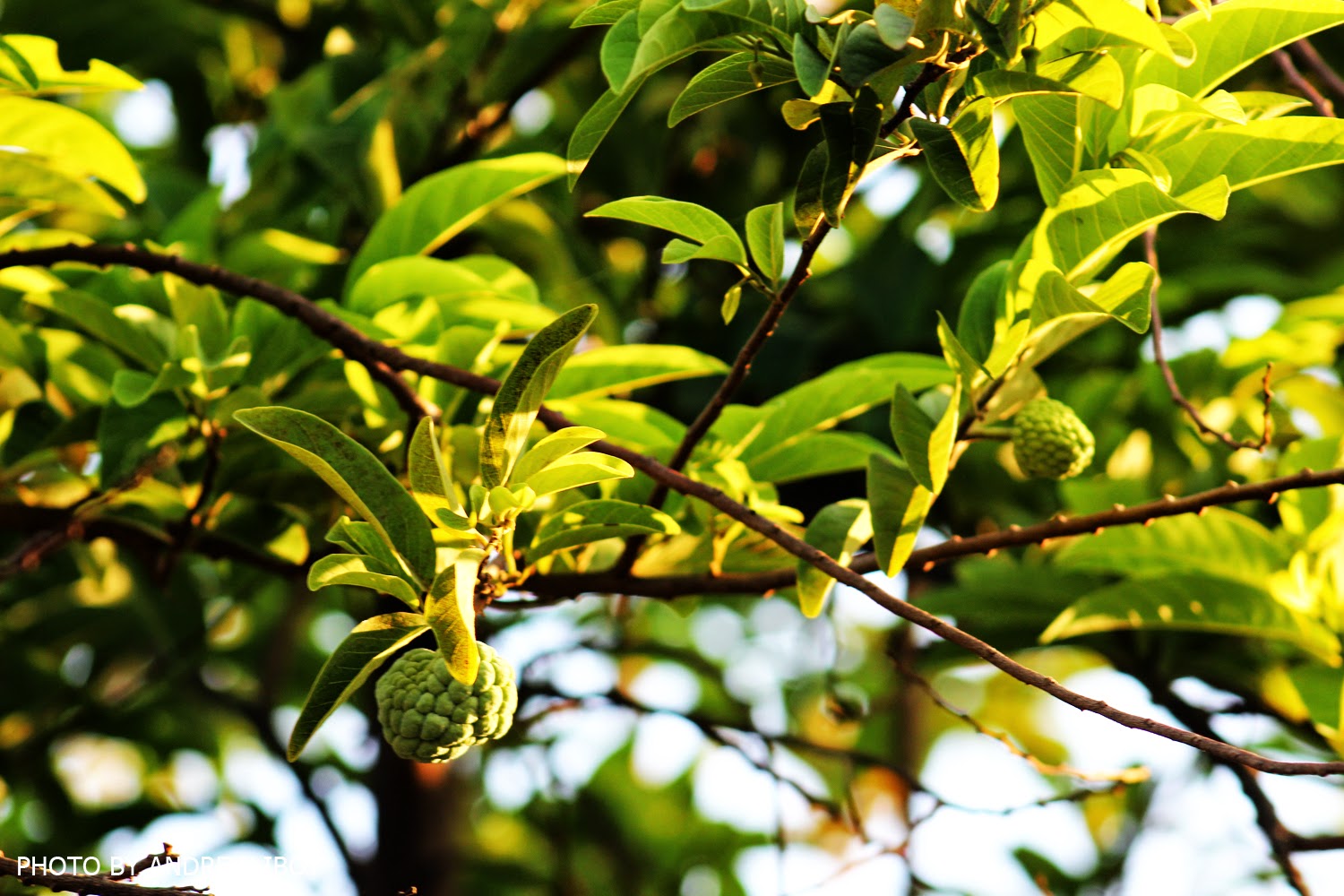 Ako si ANDREW IBOT!: Atis (Sugar apple, Sweet sop)