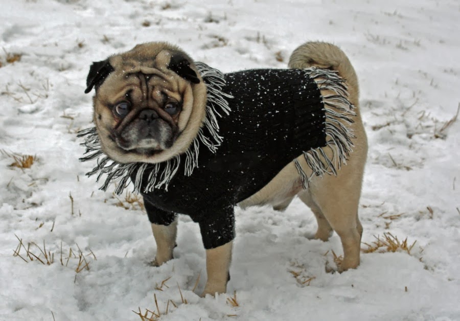 The 24 Cutest Pugs Chilling Out in Snow - Best Photography, Art ...