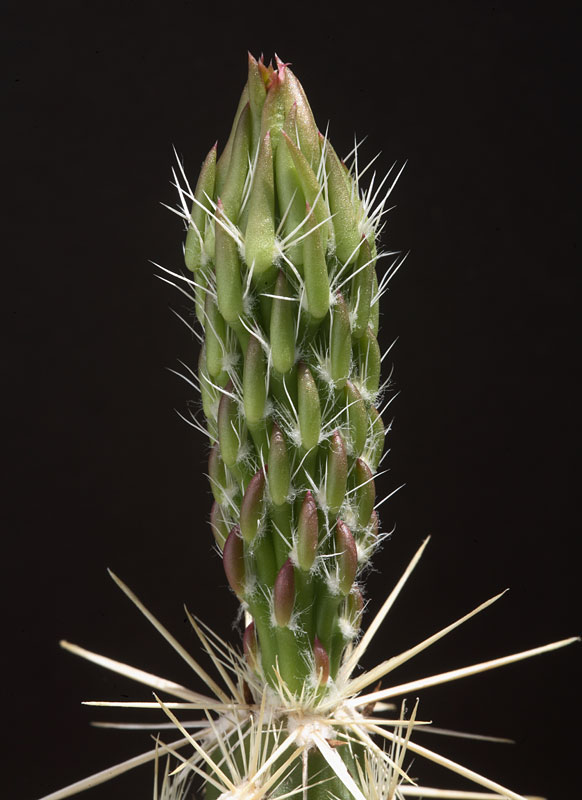 Cactus world beauty: Grusonia clavata