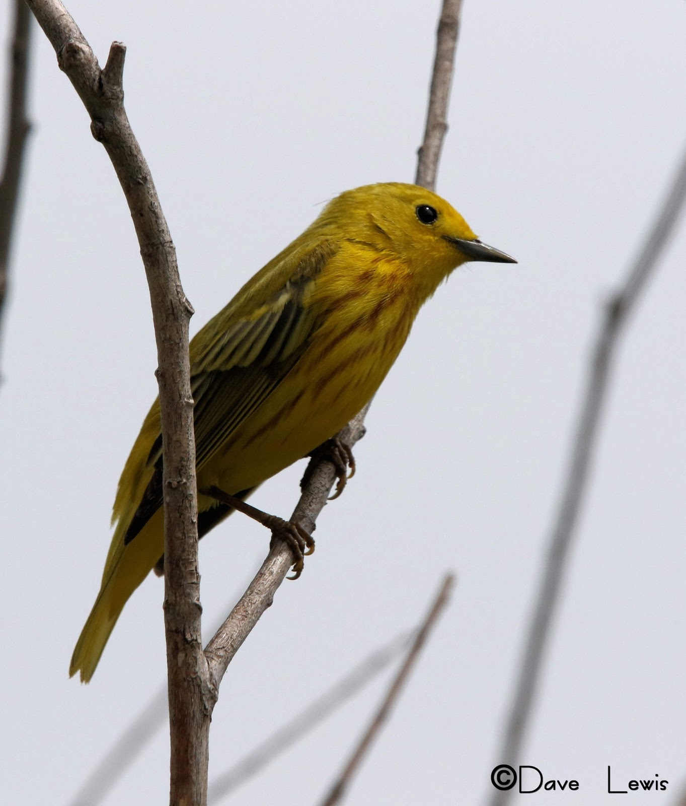 Birds from Behind : Ottawa National Wildlife Refuge...still catching up!...