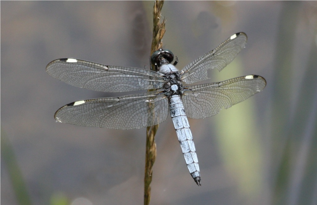 Wayfarin' Stranger: Snake Doctor