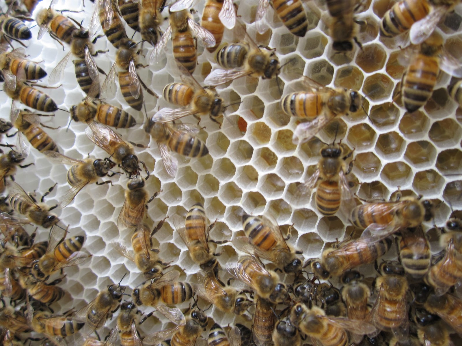 Queen Anne Bees: Winter In the Pacific Northwest and Hive Styles