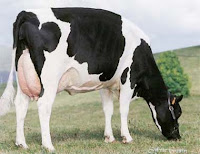 Universo Animal: ¿Cuánta leche produce una vaca lechera en su vida?