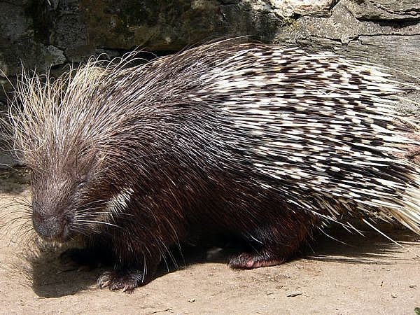 The Porcupine | Wild African Animal | The Wildlife