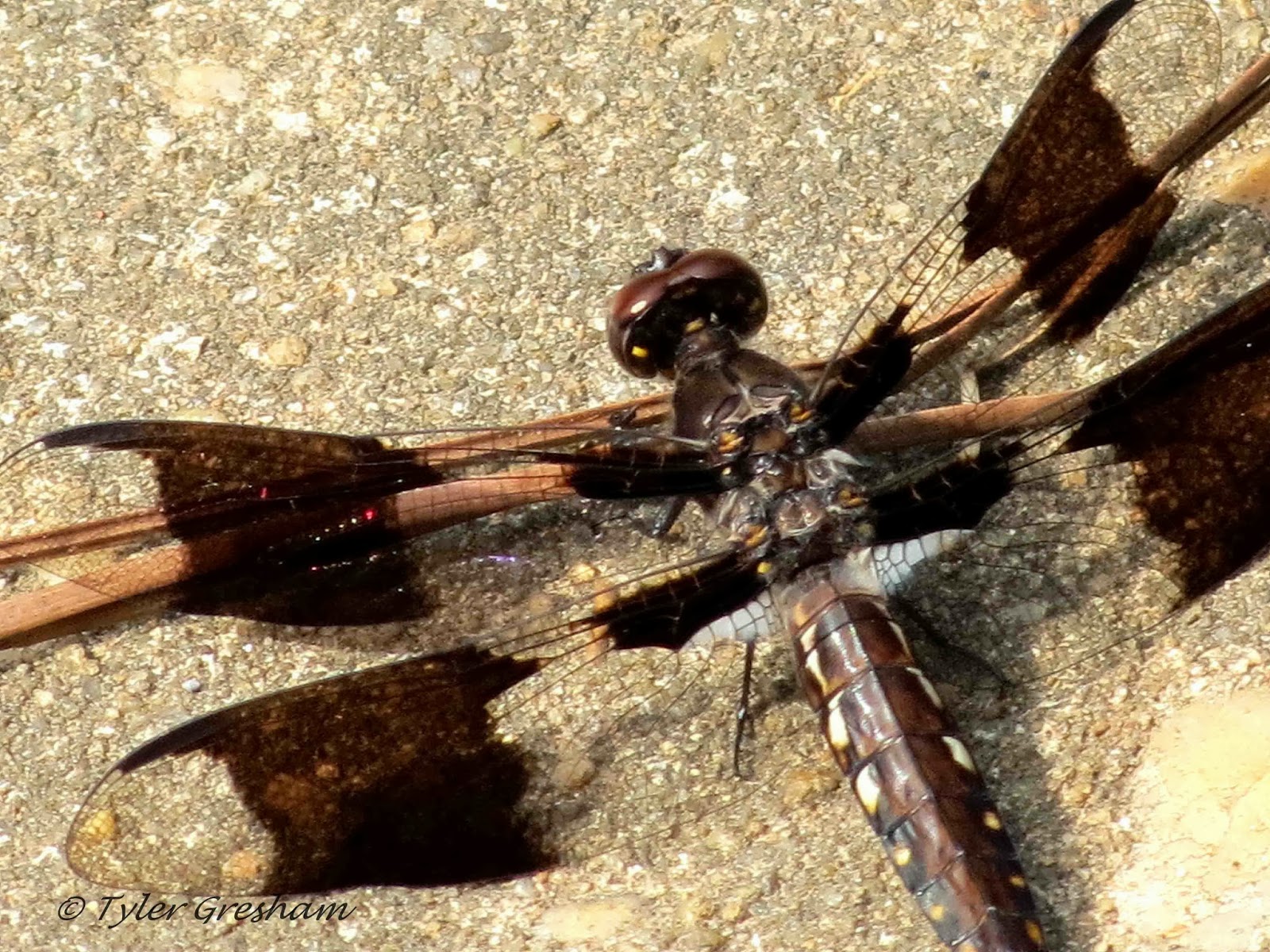 Selma, Ala. Daily Photo: 2013