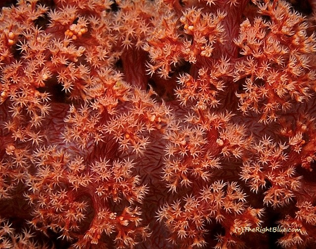 The Right Blue: Octocoral polyps - Little flowers of the sea