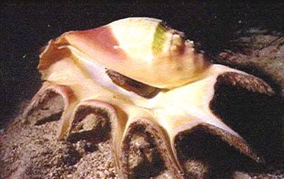 رحال Voyager: فنون وهوايات