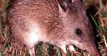 Wiki World: What is a Bandicoot?