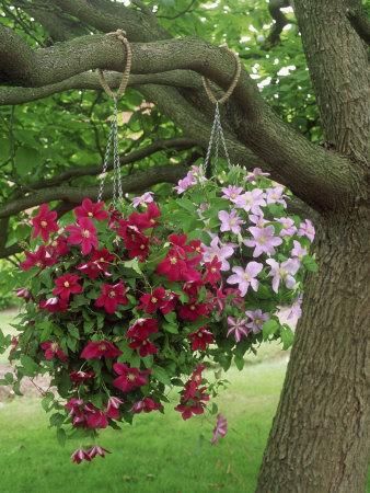 Two Men and a Little Farm: FLOWER BASKETS IN TREES, INSPIRATION THURSDAY