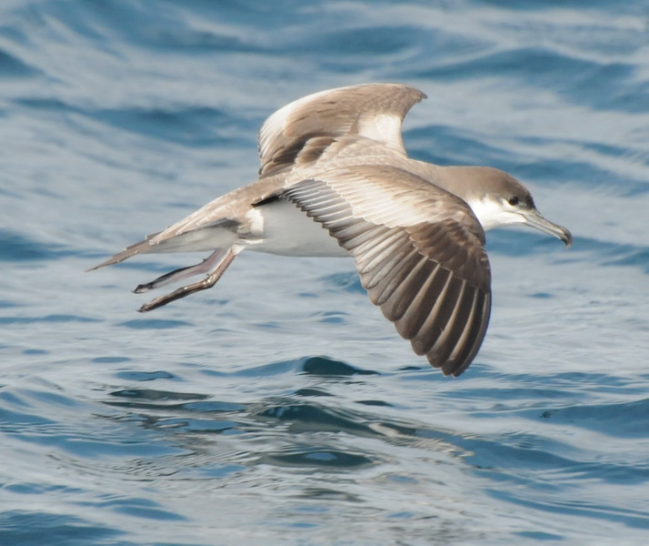 A Wandering Naturalist: New Zealand: Shearwaters and a Petrel