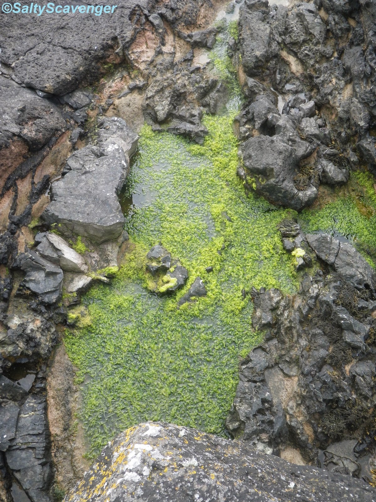 Rock Pooling: Rockpooling destintation: North Shetland, September 2014