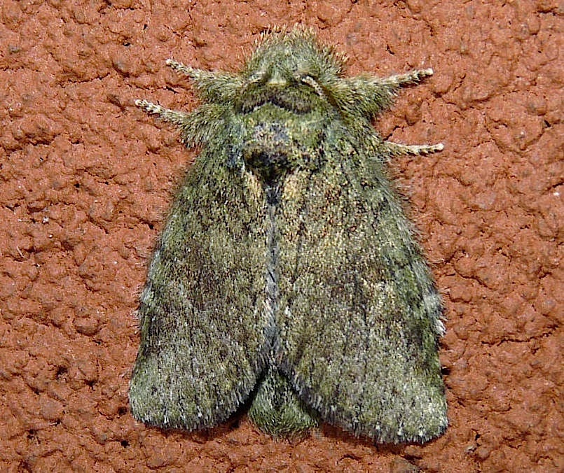 Field Biology in Southeastern Ohio: Prominent Moths of Ohio part 2