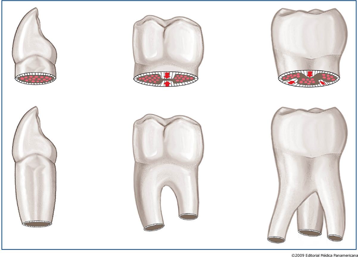 Embriología Buco-Dental.: Odontogénesis