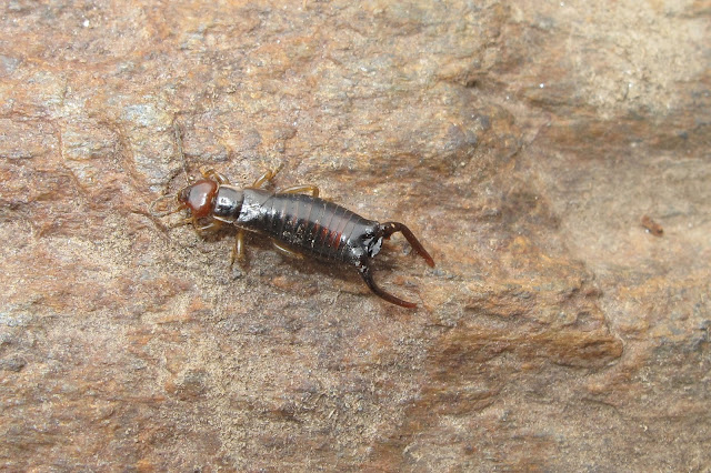 El Blog de Ignacio Henares: Insectos ESPECIALISTAS en alta montaña