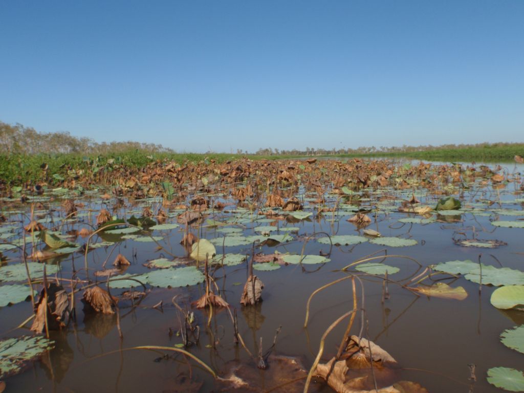 NT Fly Fishers : HARDIES IS OPEN