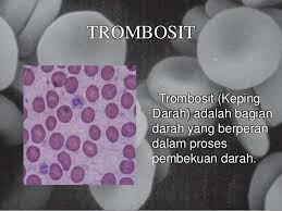 Histologi Eritrosit,Leukosit,Trombosit