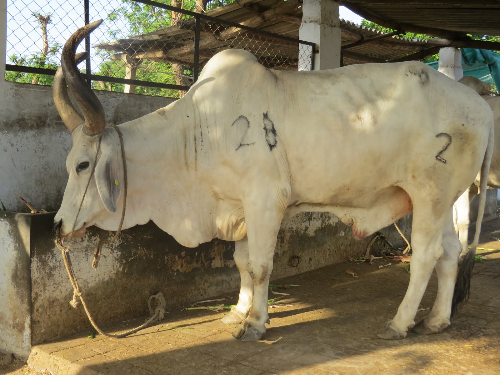 agri-travel and work: Cattle Rearing In different Parts of India