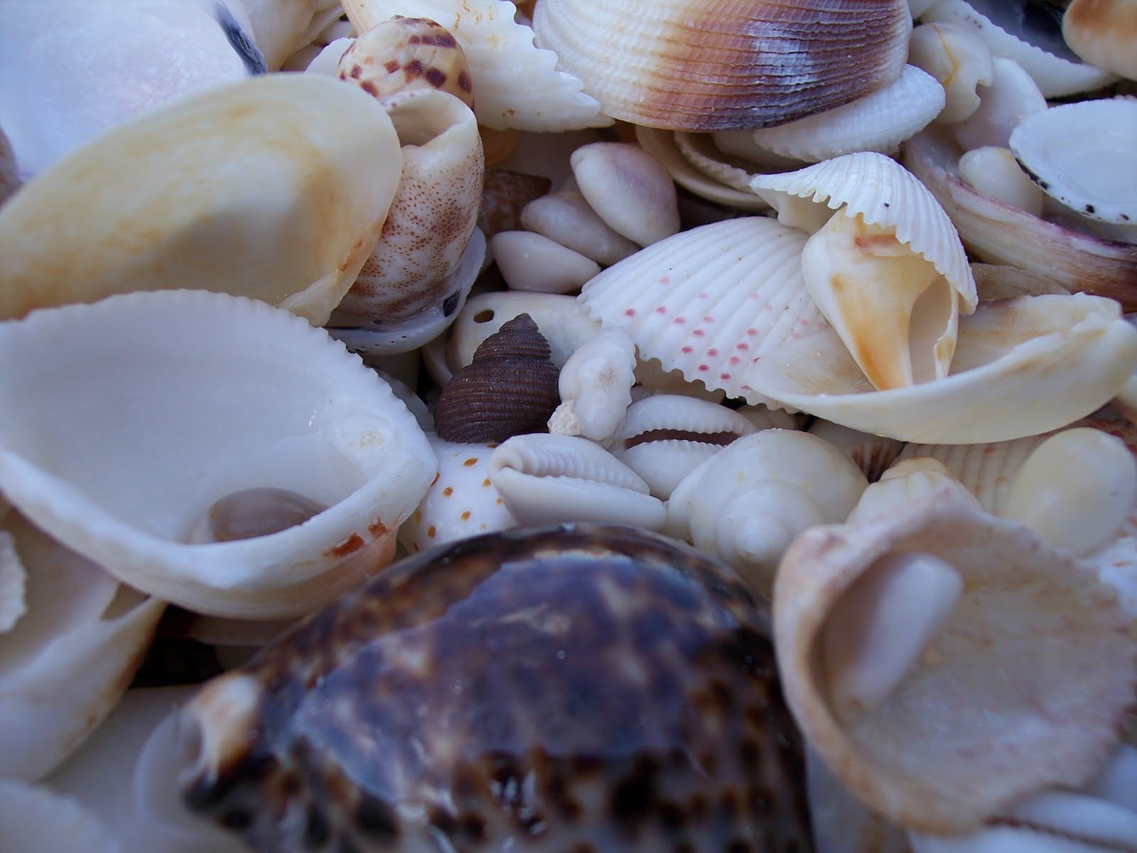SeaShellsbySeashore's The Shell Lady: Shells of Palau