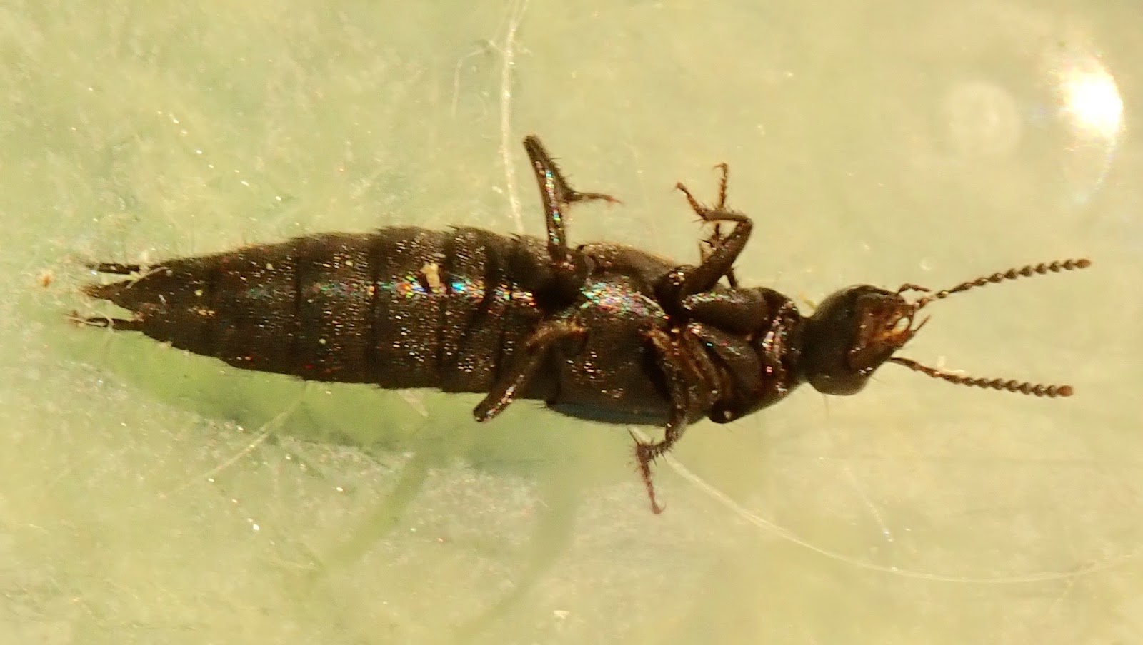 Springfield Plateau: Rove Beetles