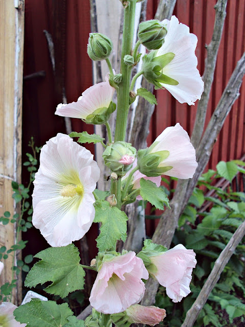 Sofias Bod: Favoriter.....