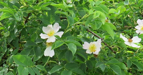 My Quality Day: Sweetbrier, Probably