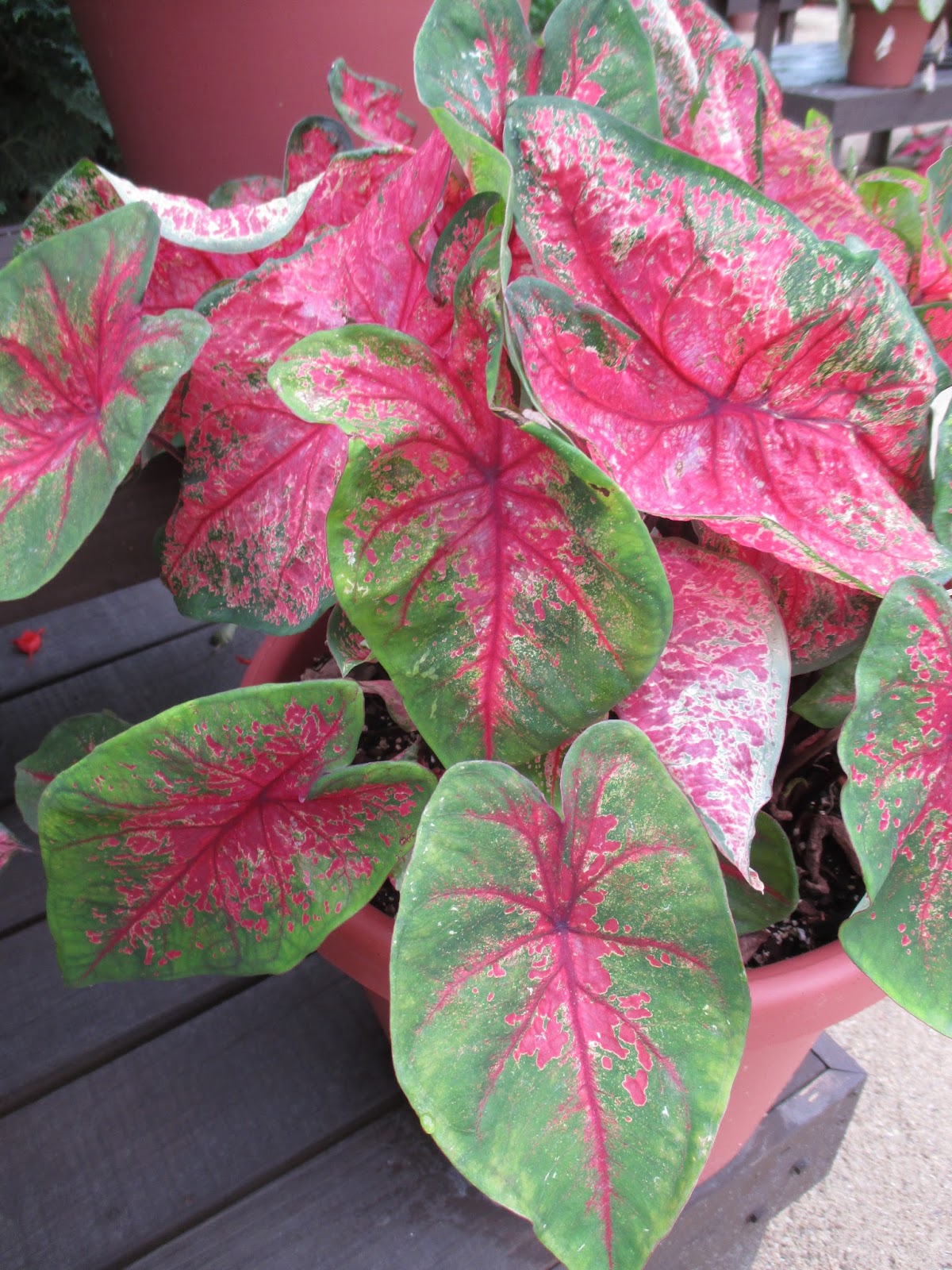 Rotary Botanical Gardens - Hort Blog: Caladium Collection - 2016
