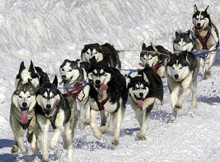 Mushing for Kids