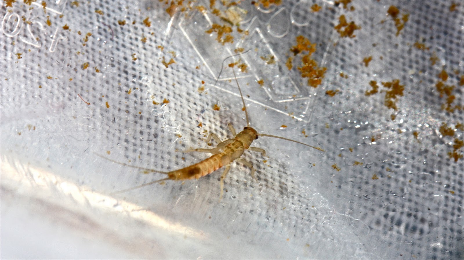 Aquatic Insects of Central Virginia: "Success Through Perseverance ...