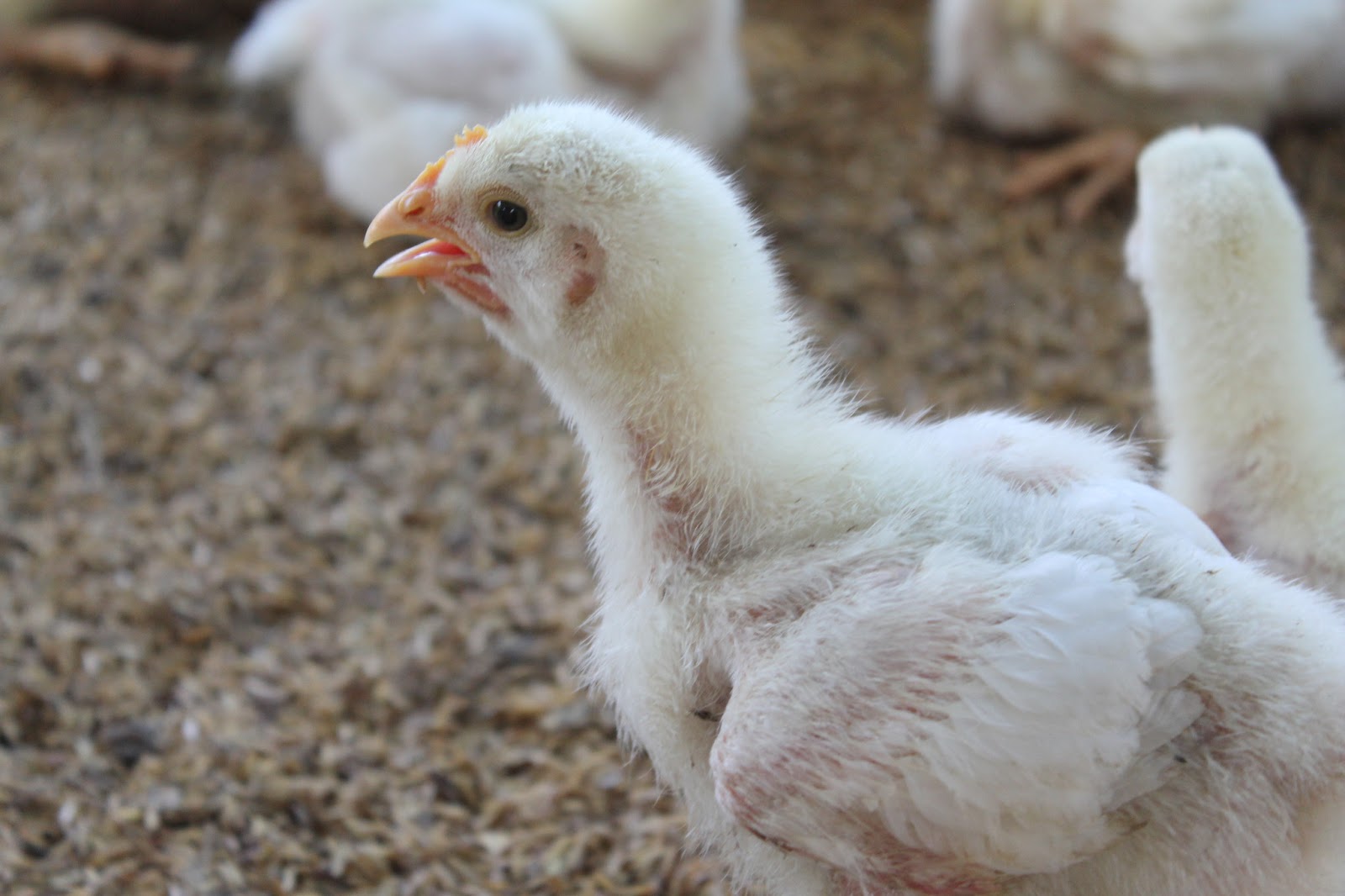 USAHA BIBIT AYAM PEDAGING: Harga Ayam Potong