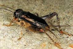 TodoSobreAnimales: EL Grillo