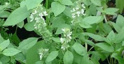 Ciri-Ciri Tanaman Kemangi atau Surawung dan Manfaatnya - Mengenal Ciri ...