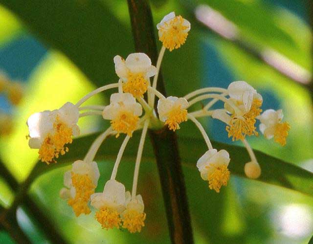 KAJIAN LUBAI: Bintangor