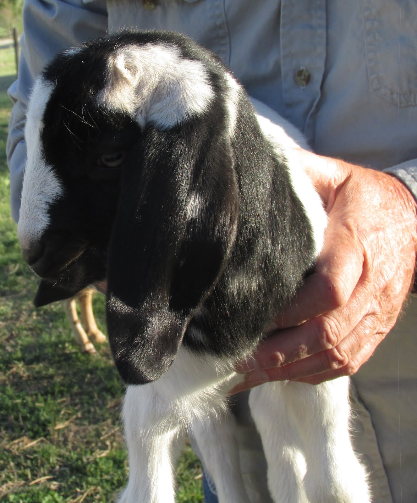 See the Beauty in the Ordinary: Sweet Baby Goats