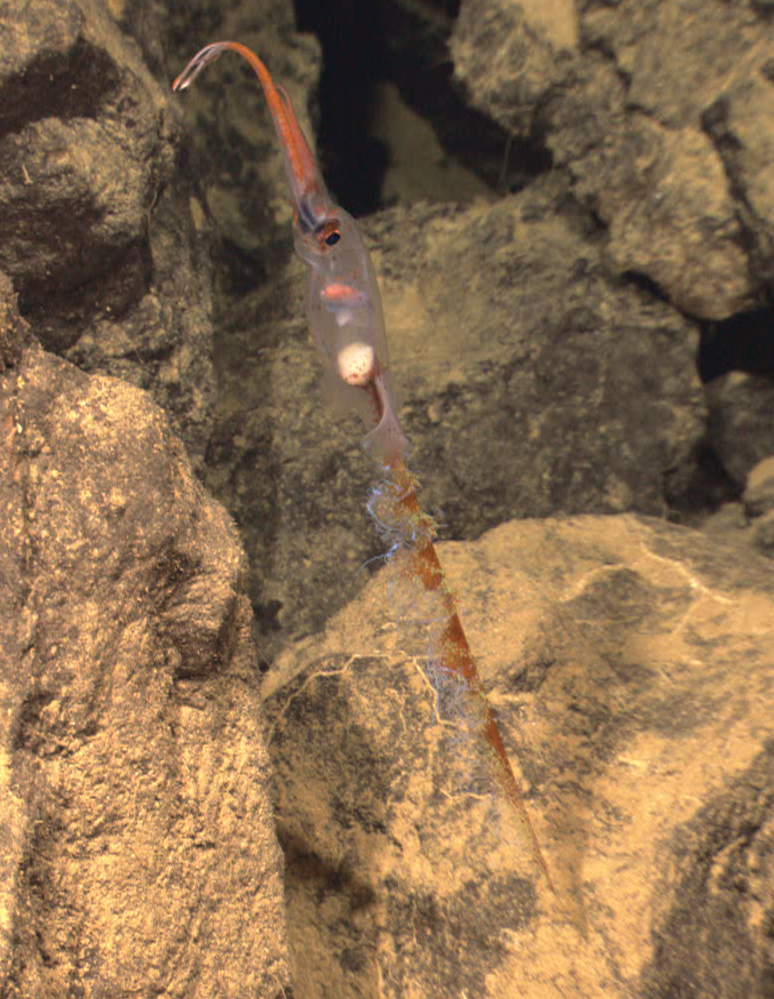 Real Monstrosities: Octopus and Squid: On the diversity of Cephalopoda ...