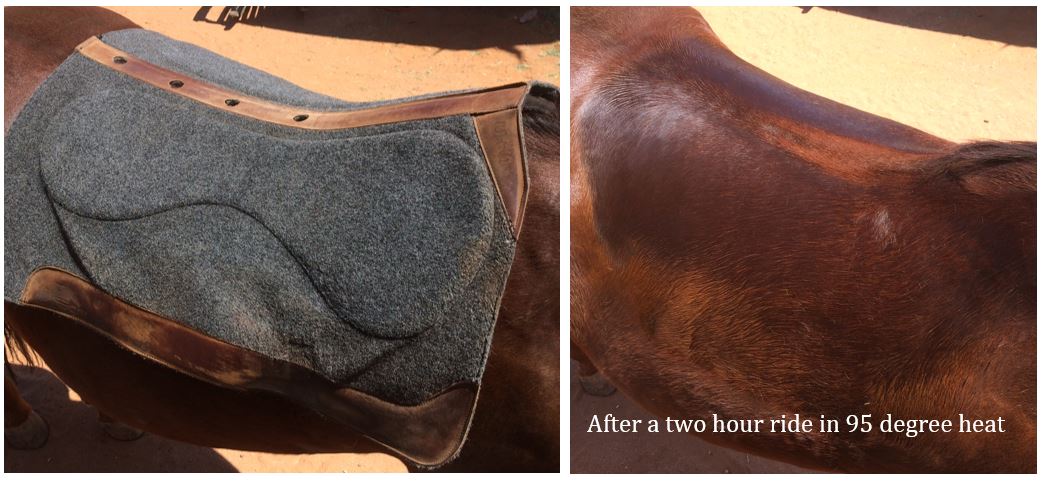 Functional Horsemanship: More on the CSI Saddle Pad