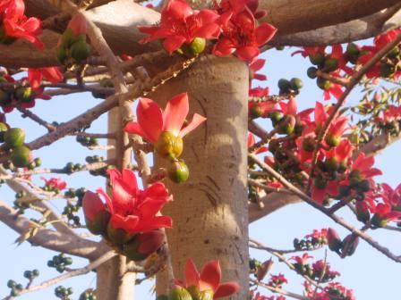 ilavu/elavu-e-ela-ila-(Silk cotton,bombax) - KERALA FLORA