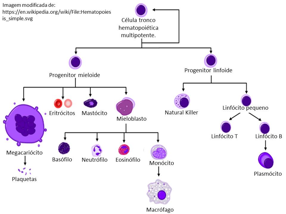 Resumos de Biologia: SANGUE E CÉLULAS DO SISTEMA IMUNITÁRIO (HISTOLOGIA)