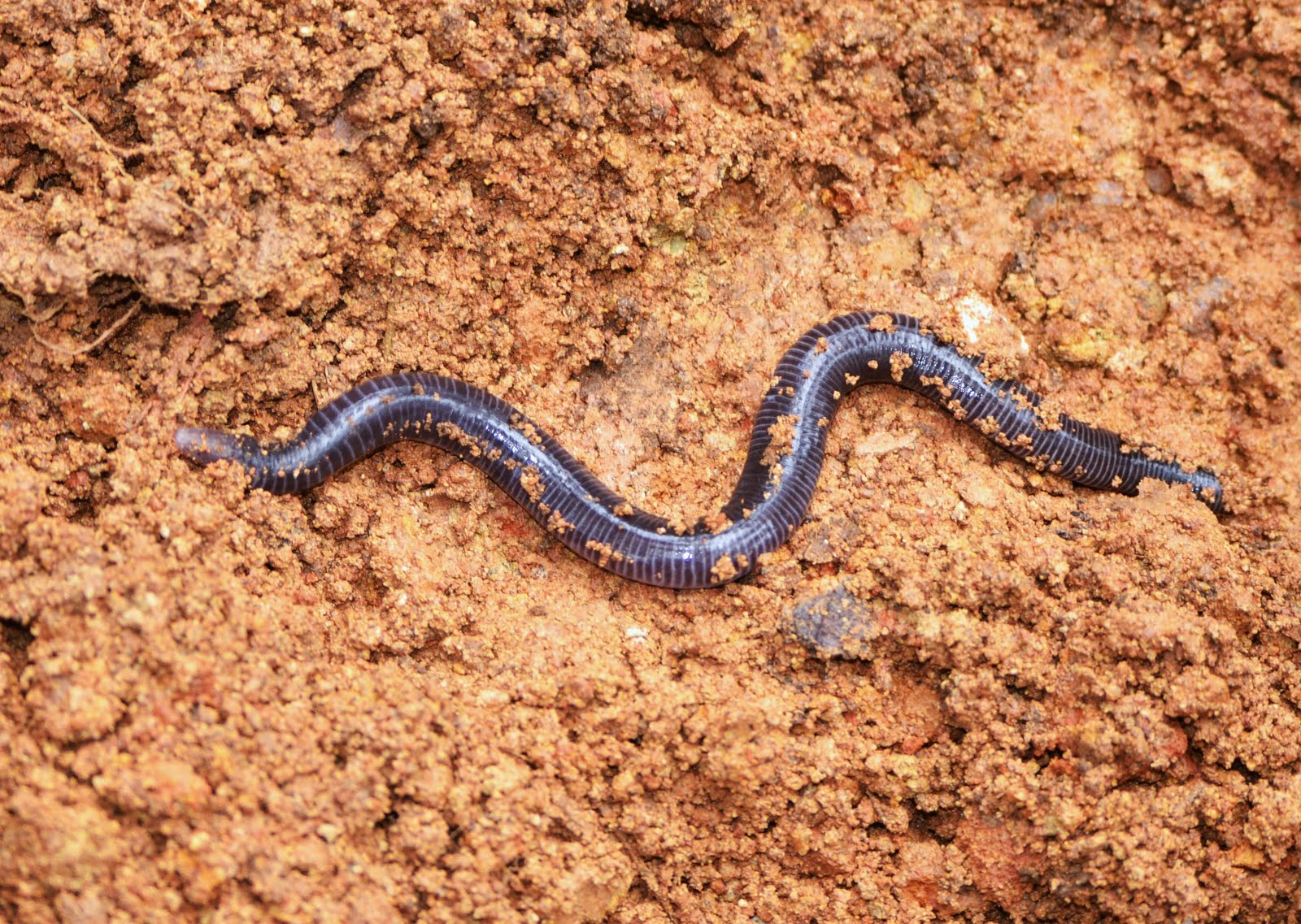 Photography & Me: Caecilian