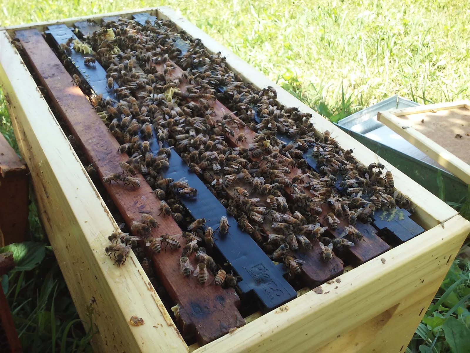 JC's Bee Blog: Pre-Order 2019 Five Frame Nucs