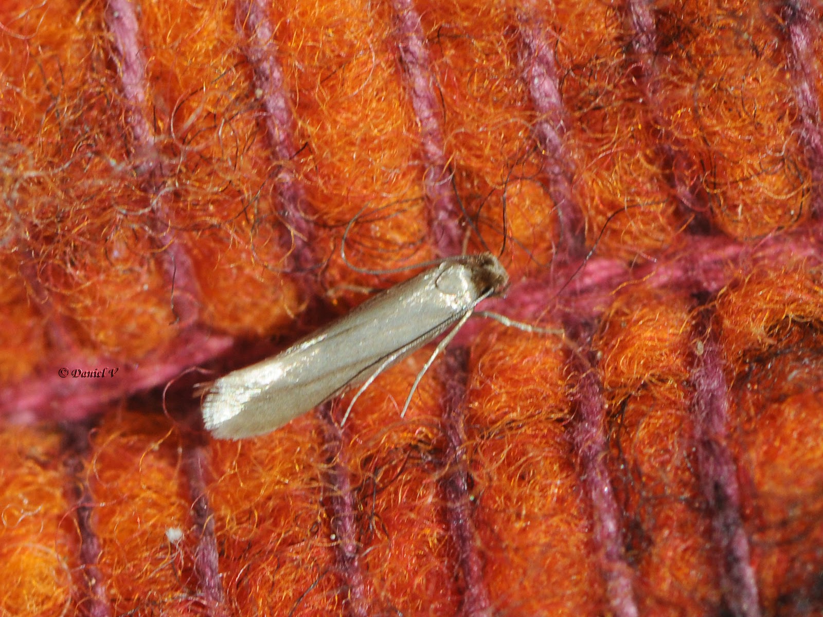 Macrophoto plaisir passion: La teigne des vêtements, Tineola biseliella