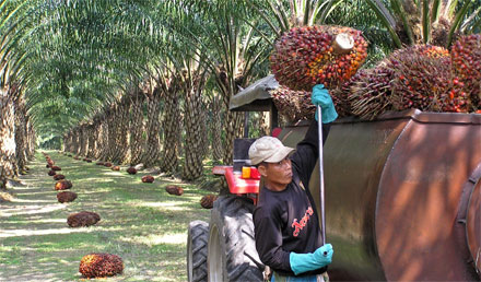Dendê - Elaeis guineensis