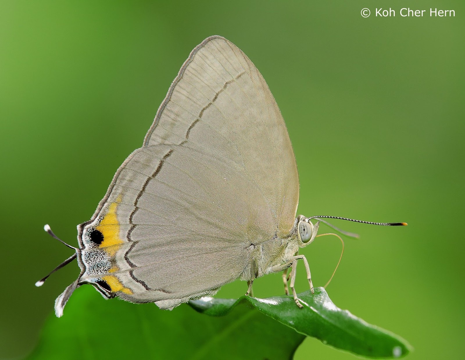 Butterflies of Singapore: Singapore's Royalty - Part 1
