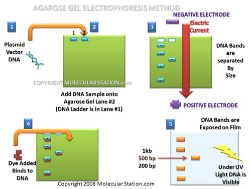 Park's Biology Blog: 10 Key Points For Biotech Test