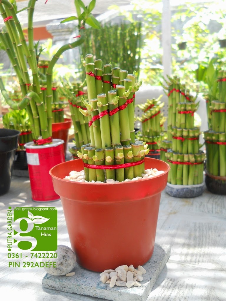 13+ Pot Bambu Bali, Keren Abis!