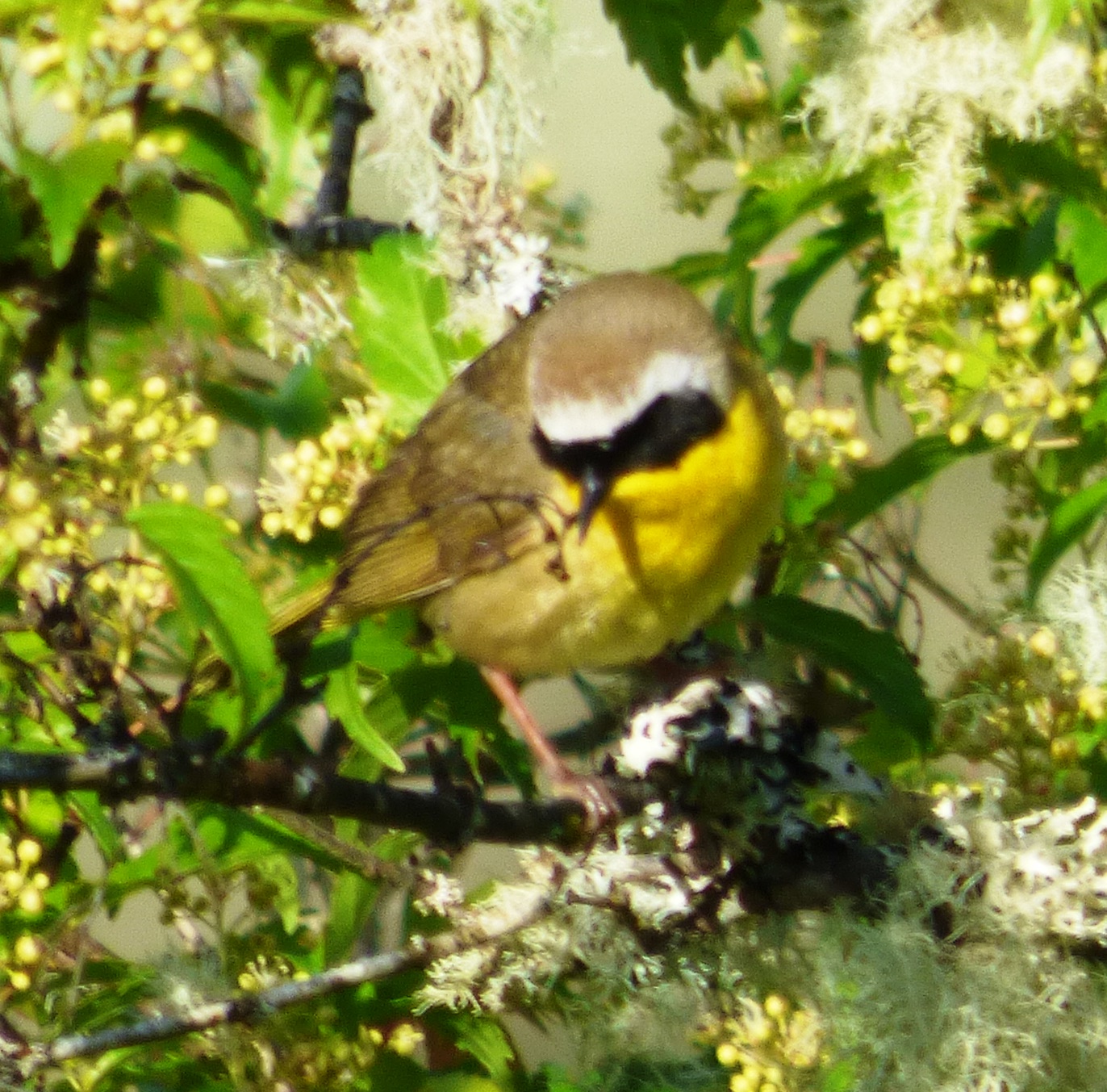Birds: Fink Family Farm Bird List