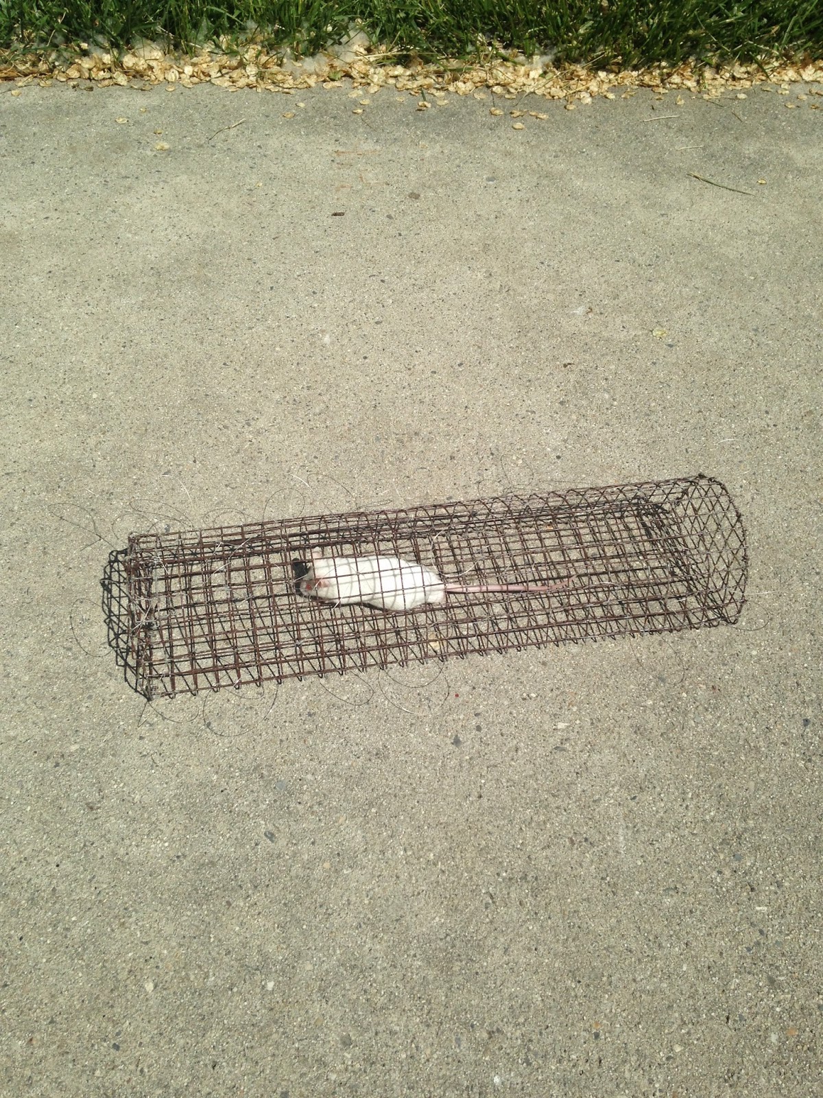 Falconry: How to trap an American kestrel