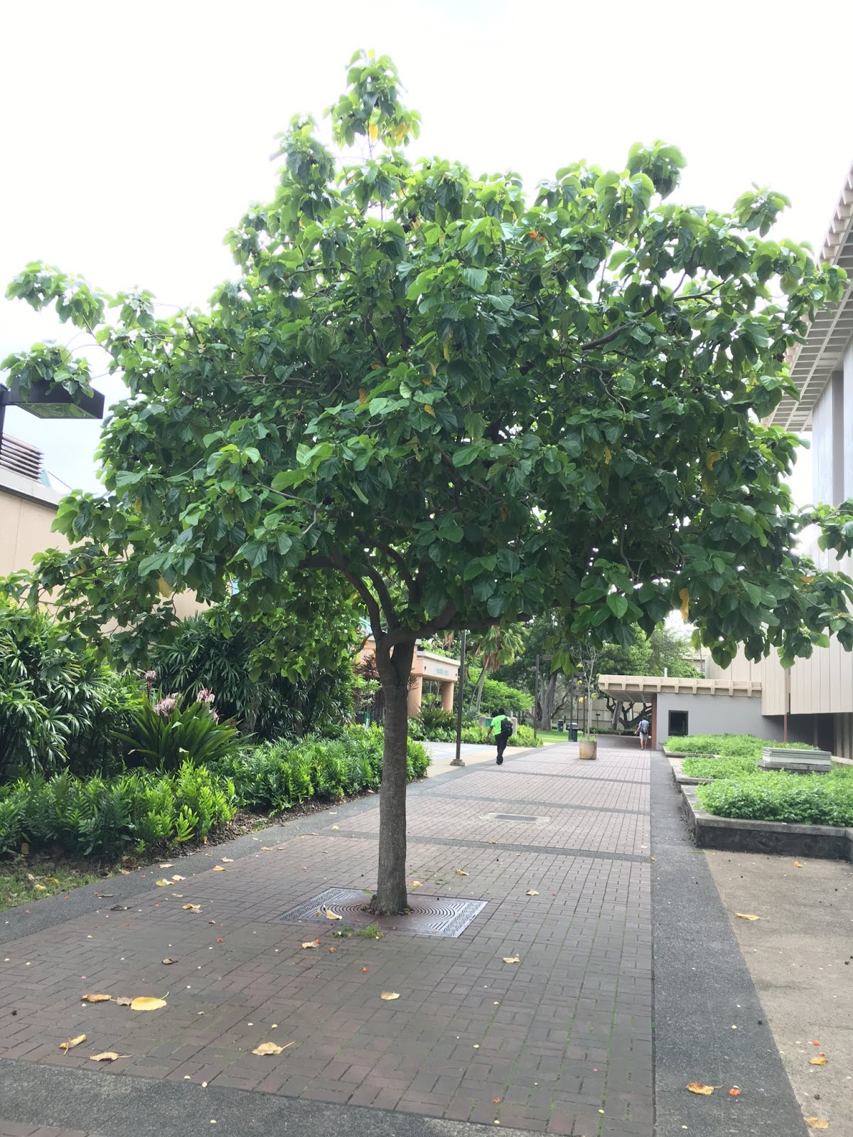 Cordia subcordata (Kou)